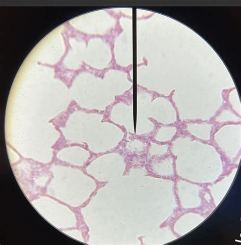 Epithelial Tissue Slides Flashcards Quizlet