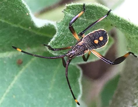 Crusader Bug All You Need To Know In A Nutshell Whats That Bug