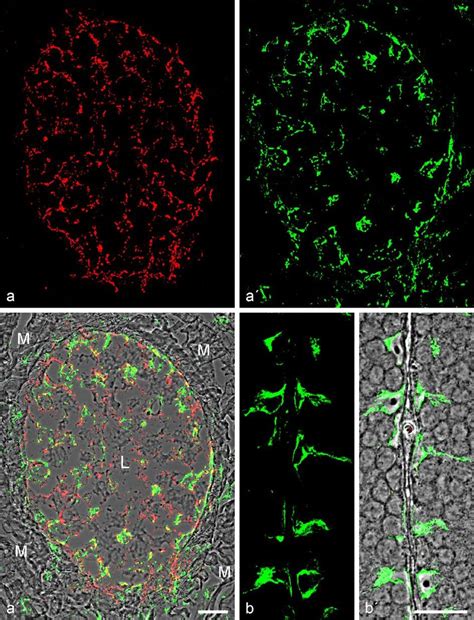 Double Label Fluorescence Microscopy At Isaac Brier Blog