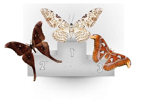 Taxo4254 Attacus Atlas