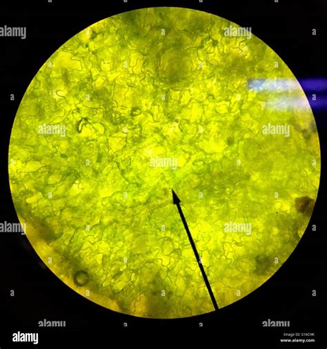 Algae Microscope Hi Res Stock Photography And Images Alamy