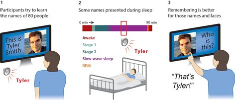 Targeted Memory Reactivation Remembering Faces And Names Can Be
