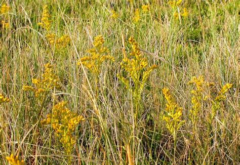Native Plant Profile Missouri Goldenrod Solidago Missouriensis