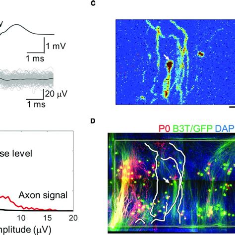 Axon Signal Detection With A High Density Microelectrode Array