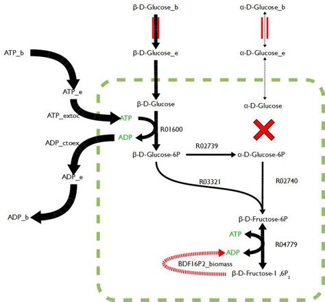 Flux Balance Analysis Alchetron The Free Social Encyclopedia
