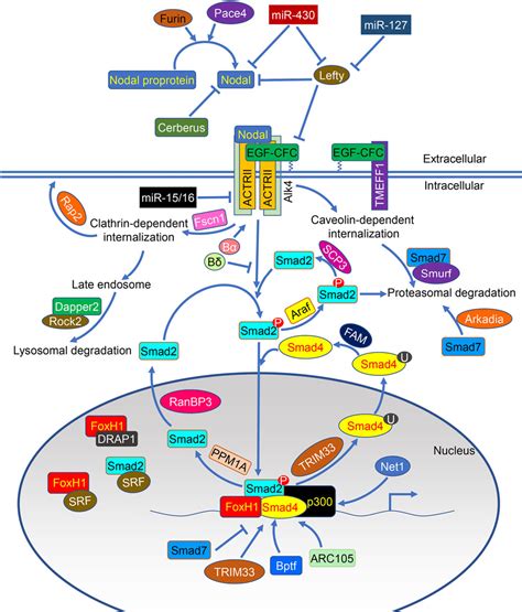 Regulation Of Nodal Signaling Pathway Semantic Scholar
