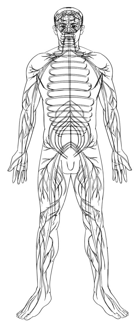 Nervous System Coloring Page