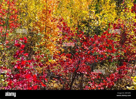 Red Yellow And Orange Trees In A Forest In Fall Stock Photo Alamy