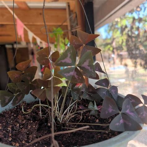 Purple Shamrock Oxalis Triangularis 10 Organic Bulbs White Flower Zone 3 10 Heat Tolerant