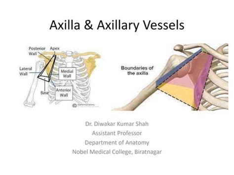 Anatomy Of Axilla Pptx