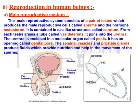 Reproduction In Human Beings