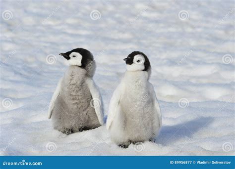 Emperor Penguin Chicks In Antarctica Stock Image Image Of Polar