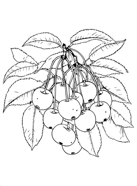 체리 색칠 공부 Kr에서 무료 색칠 공부