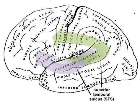 Superior Temporal Sulcus