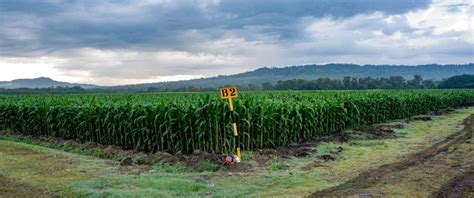 Preventing Nitrogen Loss In Maize International Maize And Wheat Improvement Center Cimmyt