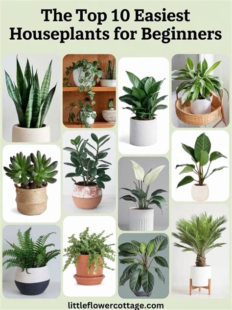 5 Low Maintenance House Plants For Busy People Artofit