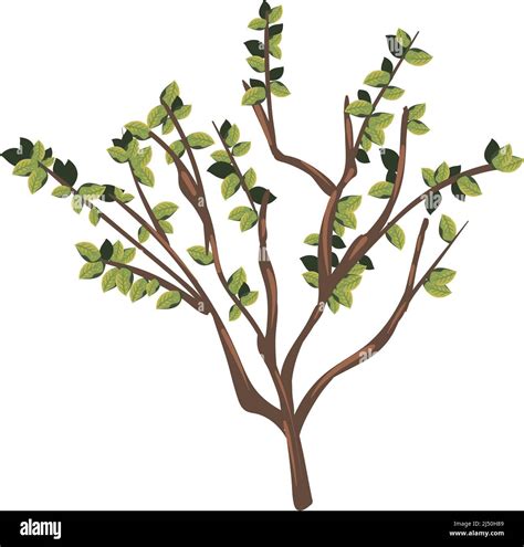 Tree Branch Design Stock Vector Image Art Alamy