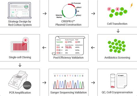 Pacsin2 Knockout Cell Line 143b Ubigene