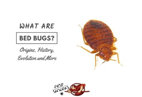 Bed Bugs Origin