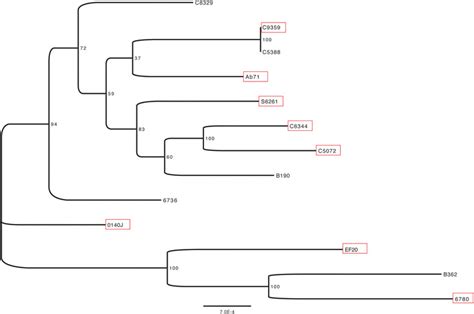 Whole Genome Phylogeny Of Streptococcus Uberis Isolates A Concatenated Download Scientific