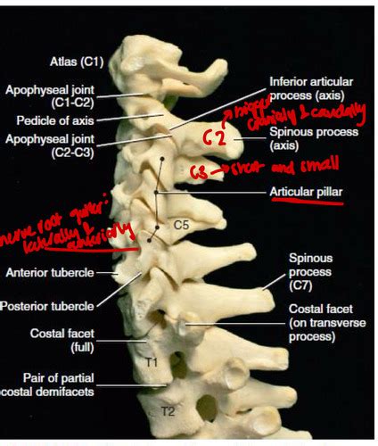 Cervical Lecture Structure And Function Of The Lower Cervical Spine