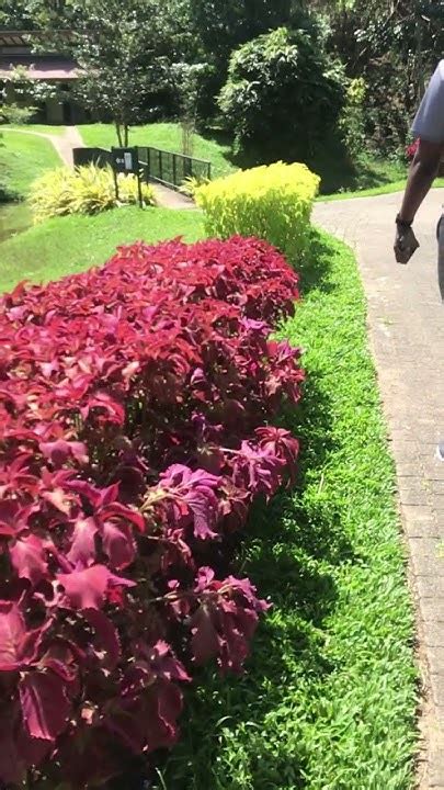 අවිස්සාවේල්ල සීතාවක වනනතරය Youtube