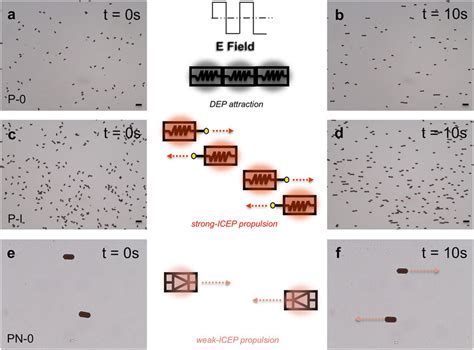 A Schematic Illustrations Of The Different Types Of P Type