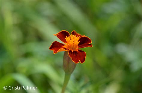 Pydiflumetofen Difenconazole Crop Safety 2023 Ir 4 Project