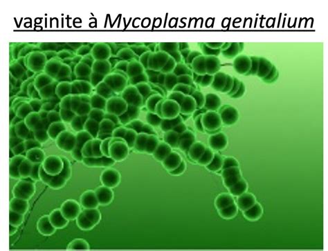 Cell Procaryote Bis 16 Stratégies Numériques Denseignement Et D