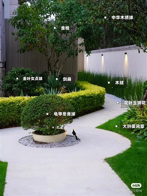 金桂金叶女贞剑麻龟甲冬青球中华木绣球木贼花叶玉蝉花大叶吴风草 花瓣网