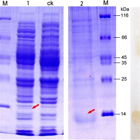Sdspage And Western Blot Analysis Of Recombinant Bnmtl Lanes M