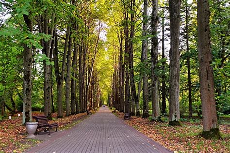 가을 공원의 풍경 골목 사진 배경 및 무료 다운로드를위한 그림 Pngtree