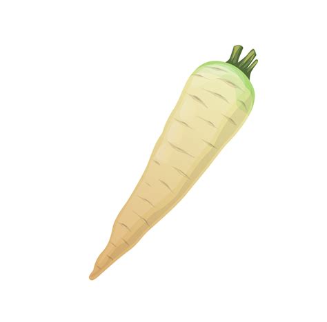 Isolated Raw Parsnip Horseradish Root Vegetable 23512189 Vector Art At Vecteezy Isolated Raw Parsnip Horseradish Root Vegetable 23512189 Vector Art At Vecteezy