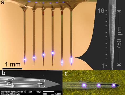 Optoelectronic Neural Probes University Of Strathclyde