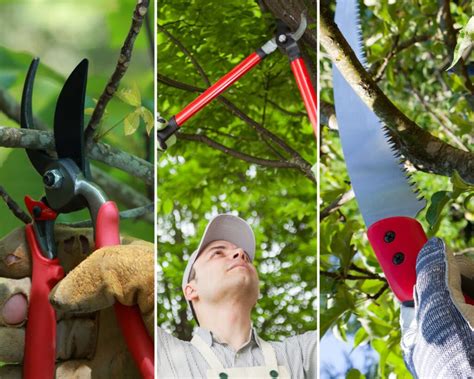 Pruning Schedule For Your Garden Best Times To Trim Complete Gardening