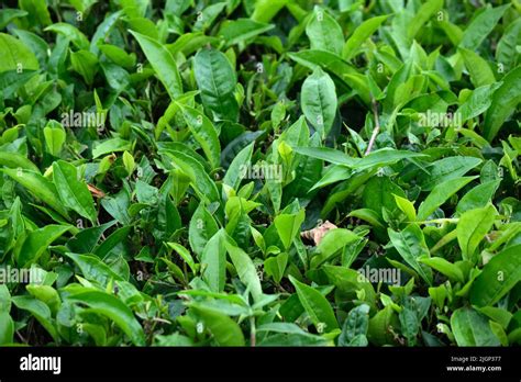 Fresh Tea Bud Leaves Tea Plantations Darjeeling West Bengal India
