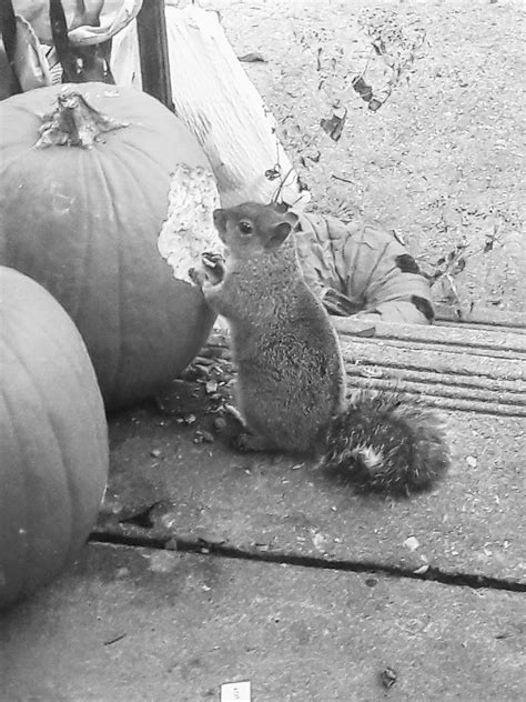 My Chunky Squirrel Stuffing That Face R Seethebeauty