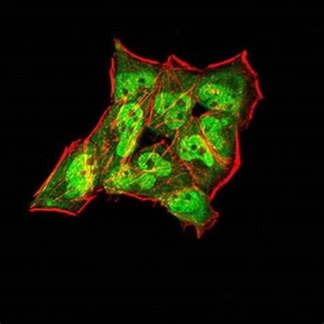Synapsin 1 Monoclonal Antibody 7b1d9 Invitrogen 100 μl Unconjugated