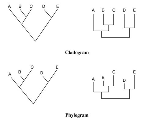 Phylogenetic Tree