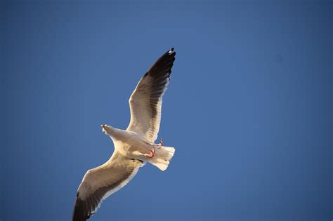 Seagull Bird Wings Free Photo On Pixabay Pixabay