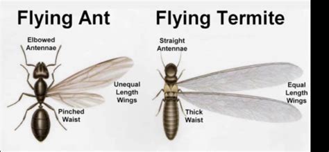 Bug Blasters Pest Control Saint George Ut