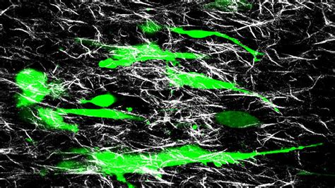Physical Sciences In Oncology Center Psoc Cancer Bioengineering Initiative