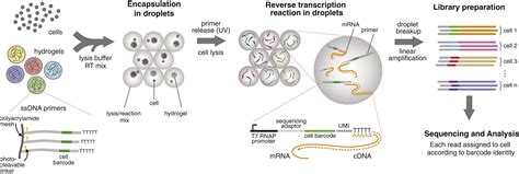 Droplet Barcoding For Single Cell Transcriptomics Applied To Embryonic Stem Cells Cell