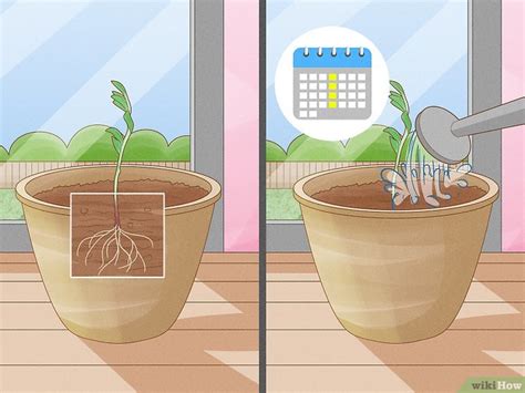 How To Propagate String Of Bananas 3 Easy Methods