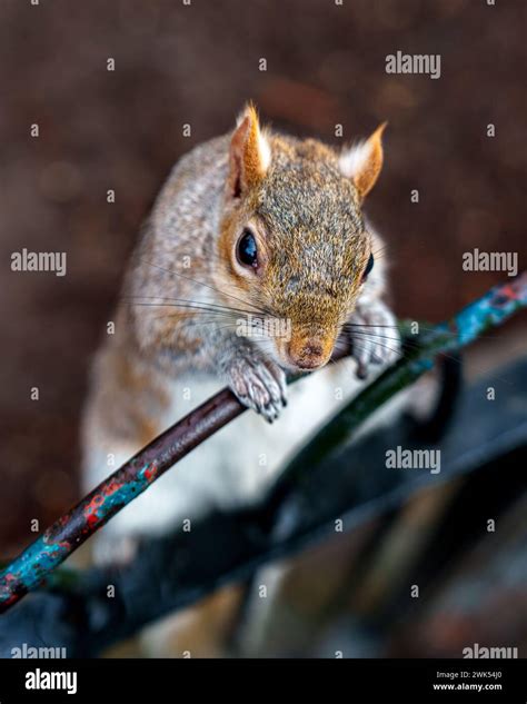 A Squirrel Perched On Metal Fence With Grassy Backdrop In St Jamess