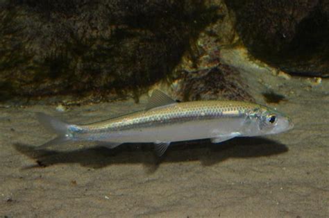 Herring Fish Adaptations At Williams Abney Blog