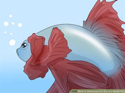 How To Determine The Sex Of A Betta Fish Steps With Pictures
