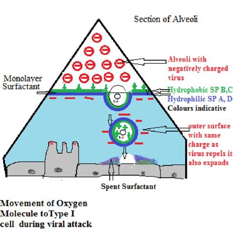 Normal Healthy Alveoli With Healthy Surfactant In Strong Defending Mode