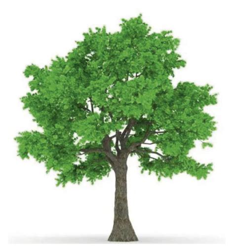 Tree Texture Feature Extraction Effects A Paper Method B