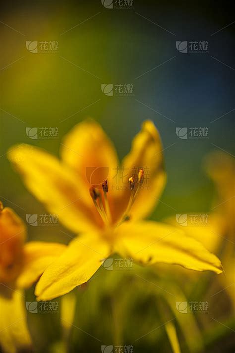 黄色的百合